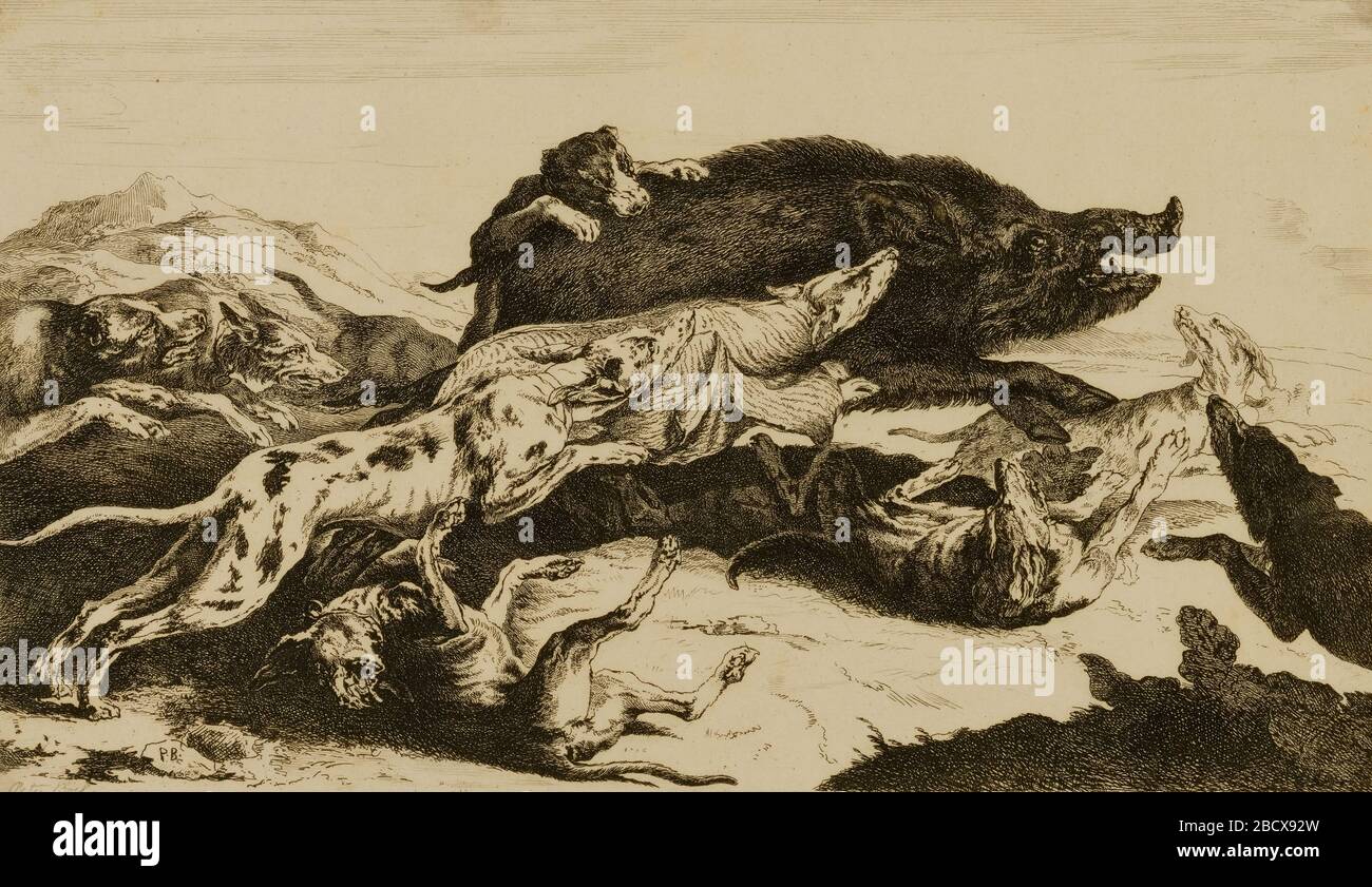 Hunting wild boar dogs hi-res stock photography and images - Alamy