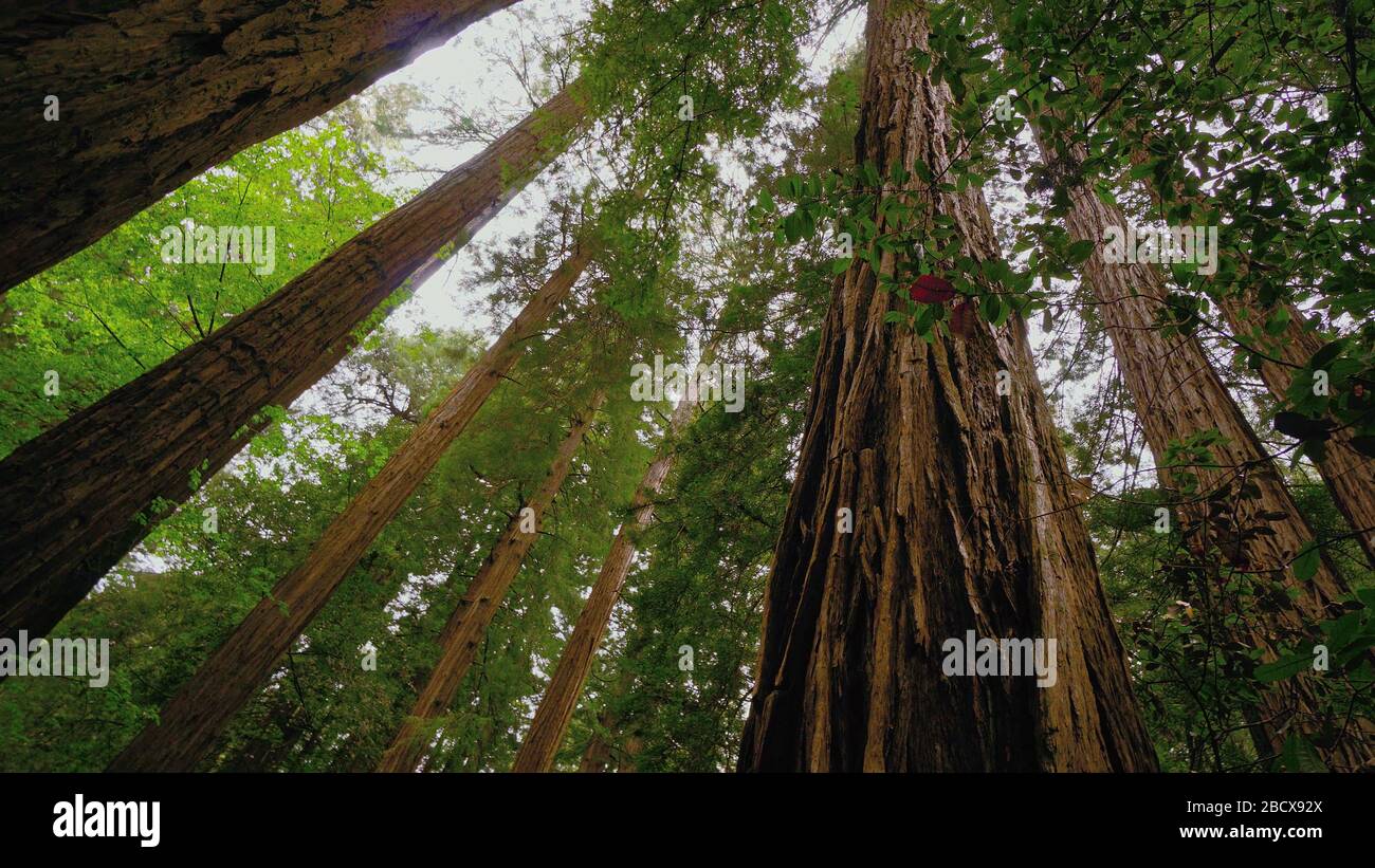 The Giant red Cedar trees at Redwoods National Park - travel ...