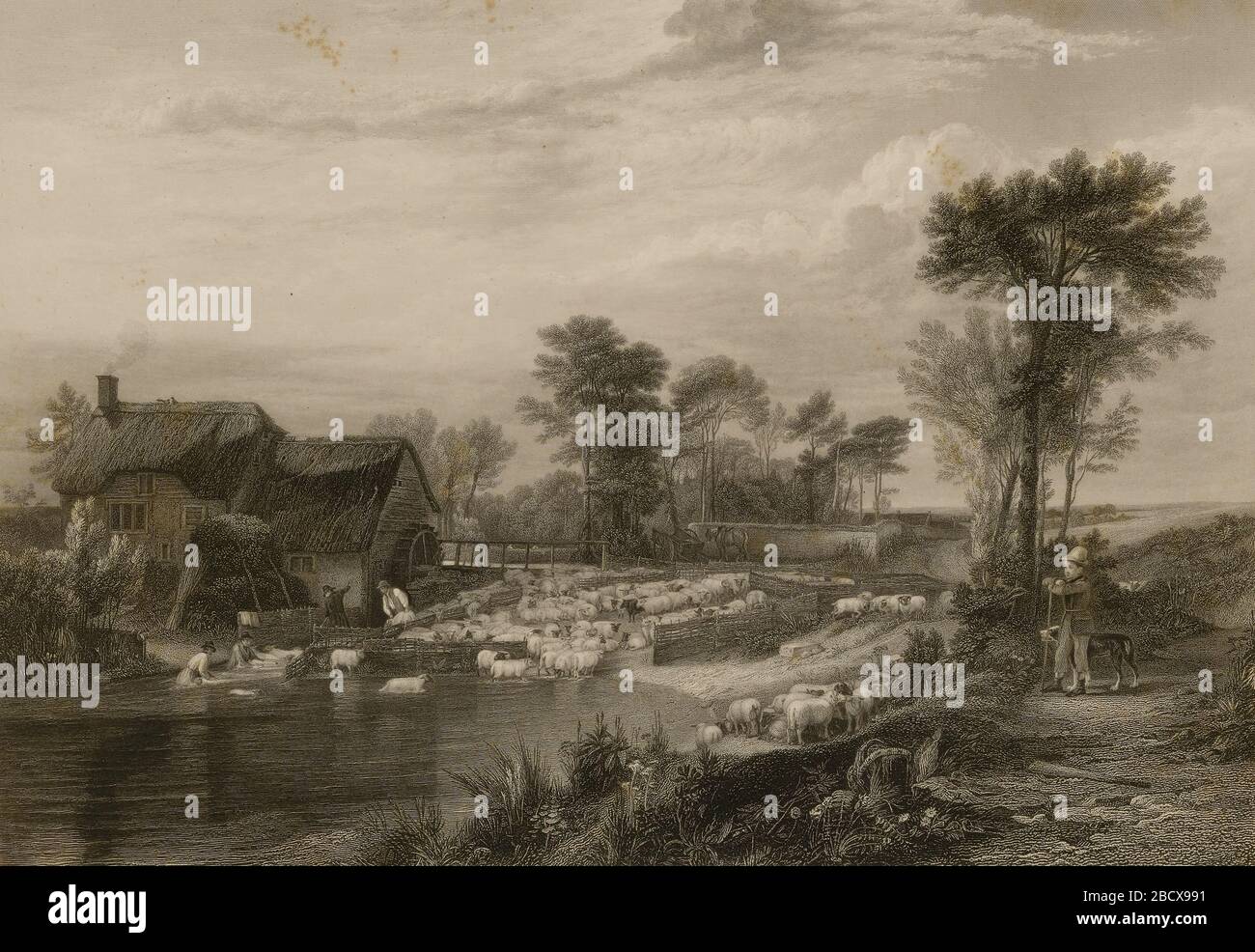 Sheep washing hi-res stock photography and images - Alamy