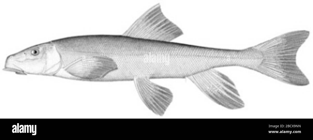 Latipinnis hi-res stock photography and images - Alamy