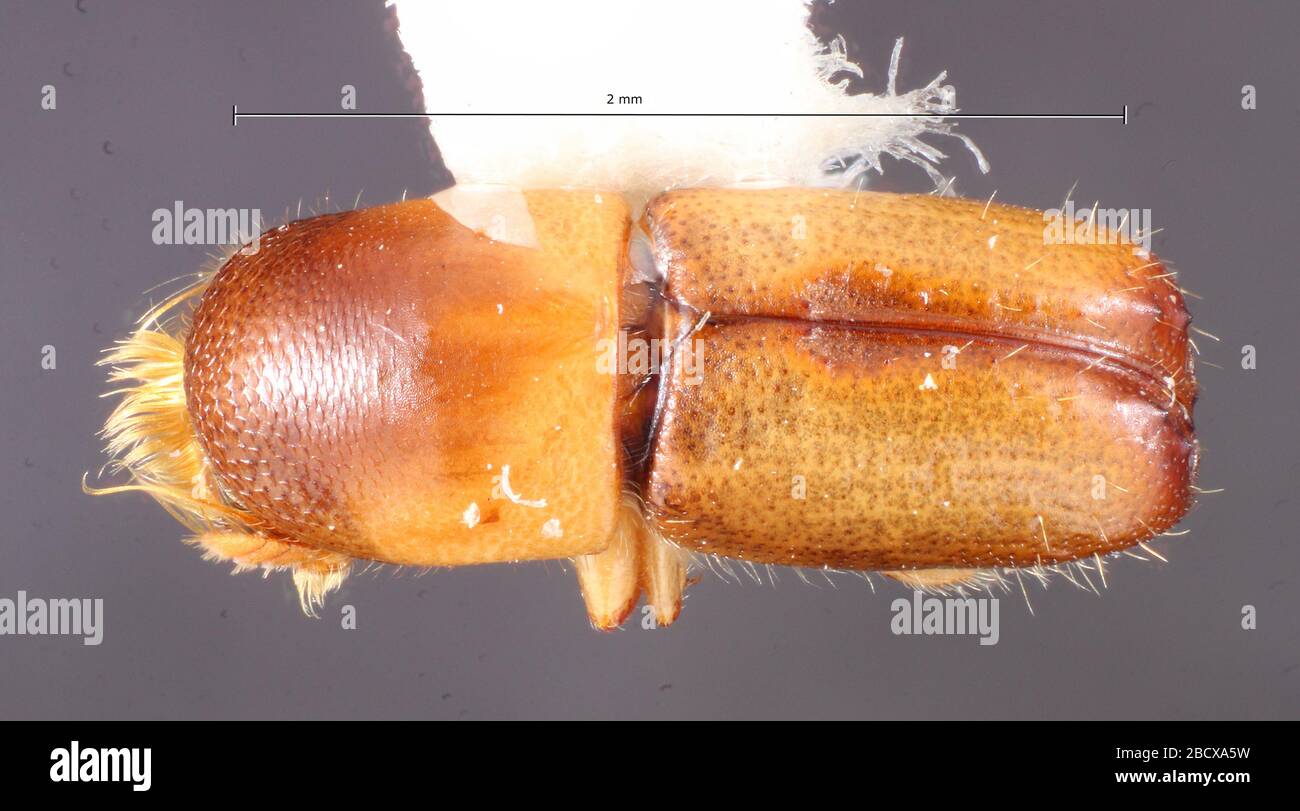 Monarthrum ferrarii. 6 Nov 20171 Monarthrum ferrarii Stock Photo - Alamy