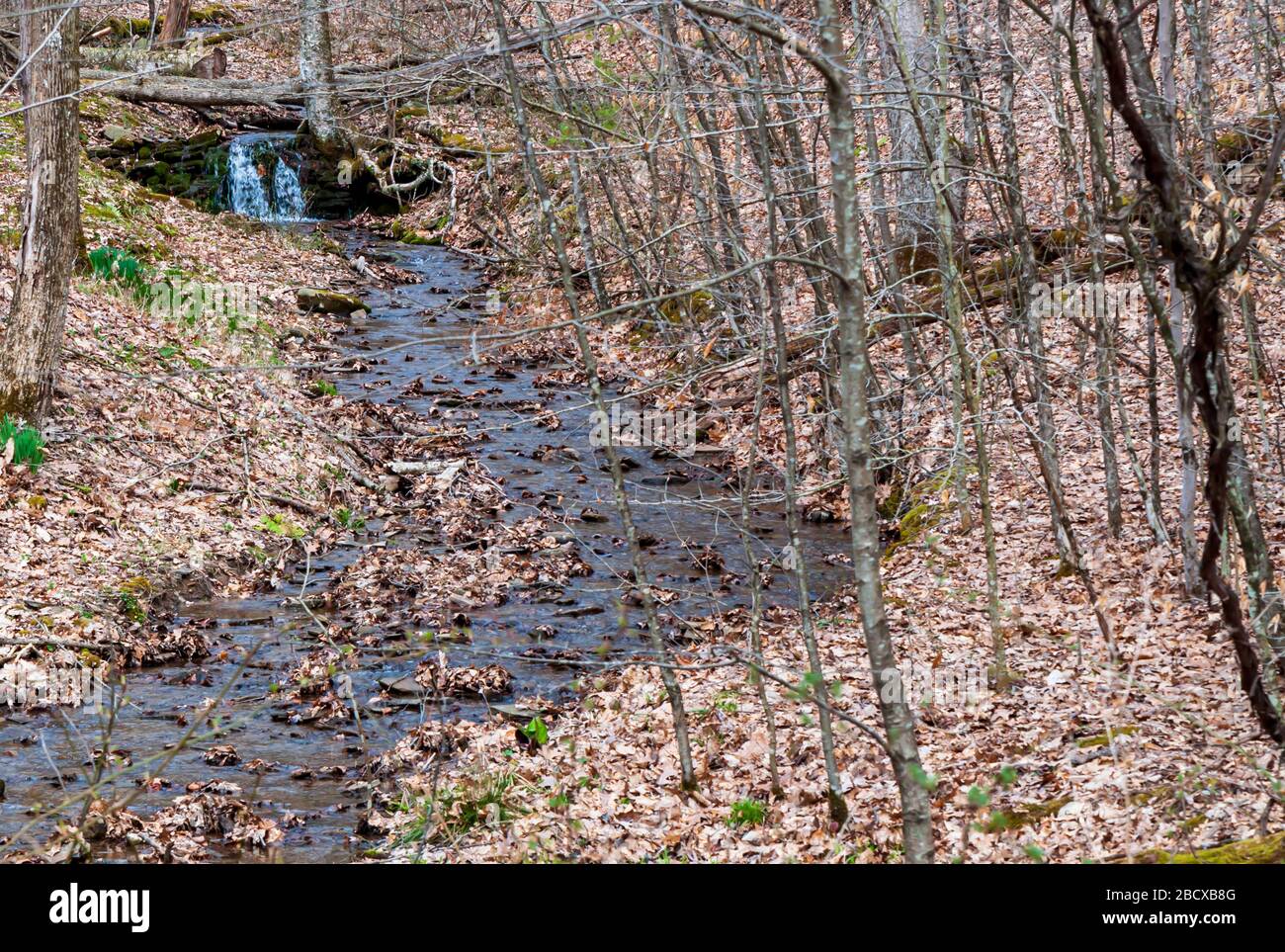 A stream in spring woods with a small waterfall in Deerfield Township ...