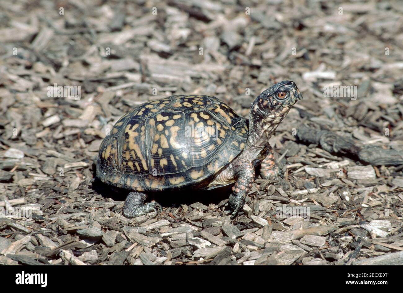 Emydidae hi-res stock photography and images - Alamy