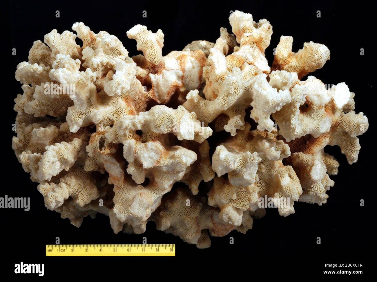 Pocillopora informis. 29 Mar 20171 Pocillopora informis Stock Photo - Alamy