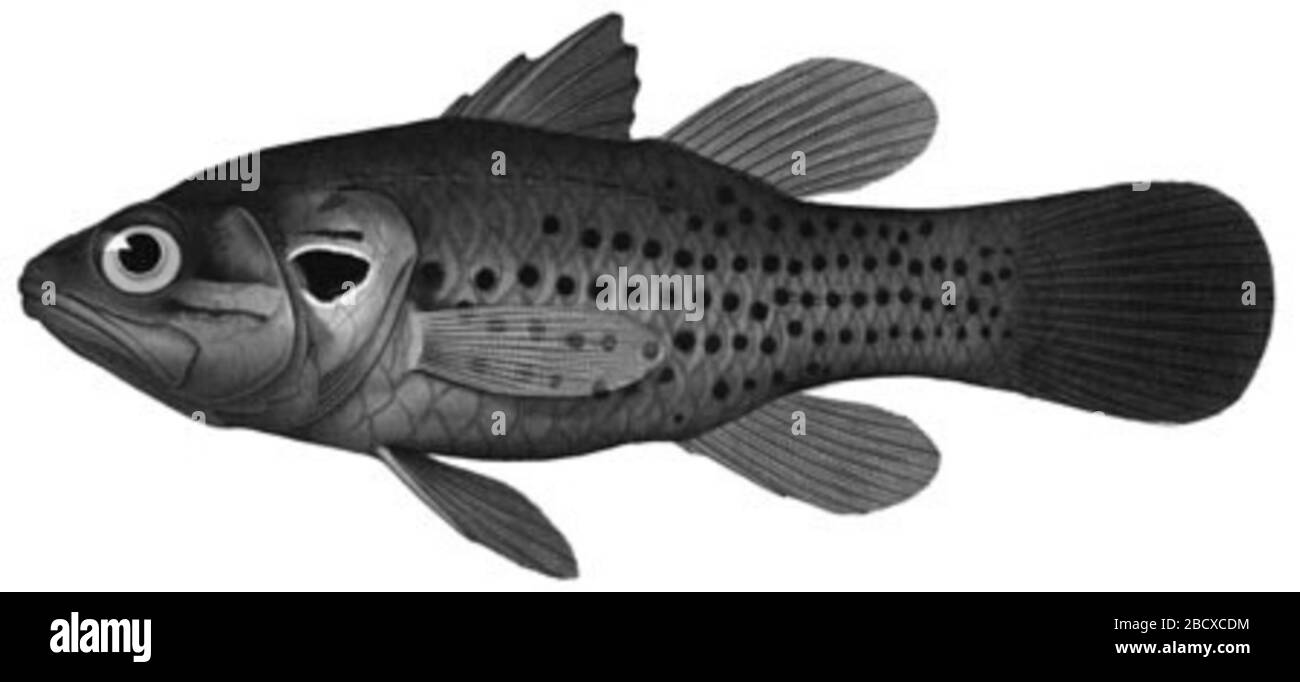 Apogonichthys isostigma. 1 specimen to Bishop Museum Oct. 16, 1939.005 ...