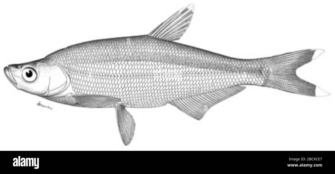 Culter Cut Out Stock Images & Pictures - Alamy