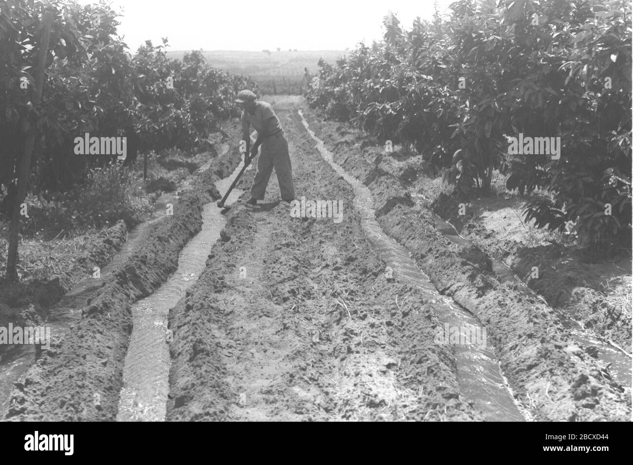 Irrigating orange trees hi-res stock photography and images - Alamy