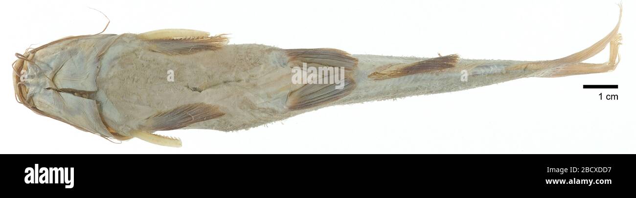 Tachysurus equatorialis Starks. 14 Nov 20161 Tachysurus equatorialis ...