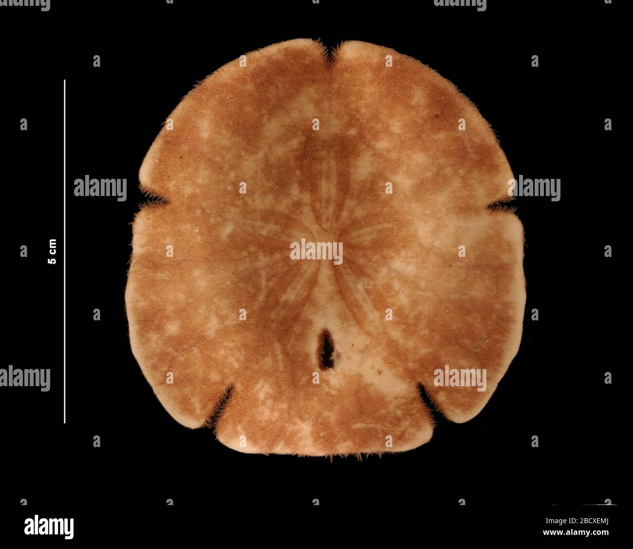 Encope michelini. 17 Sep 2018201 Encope michelini Stock Photo - Alamy