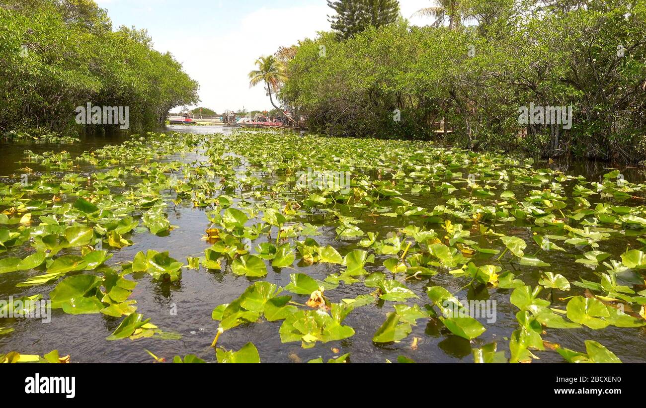 The famous Everglades of USA Stock Photo - Alamy