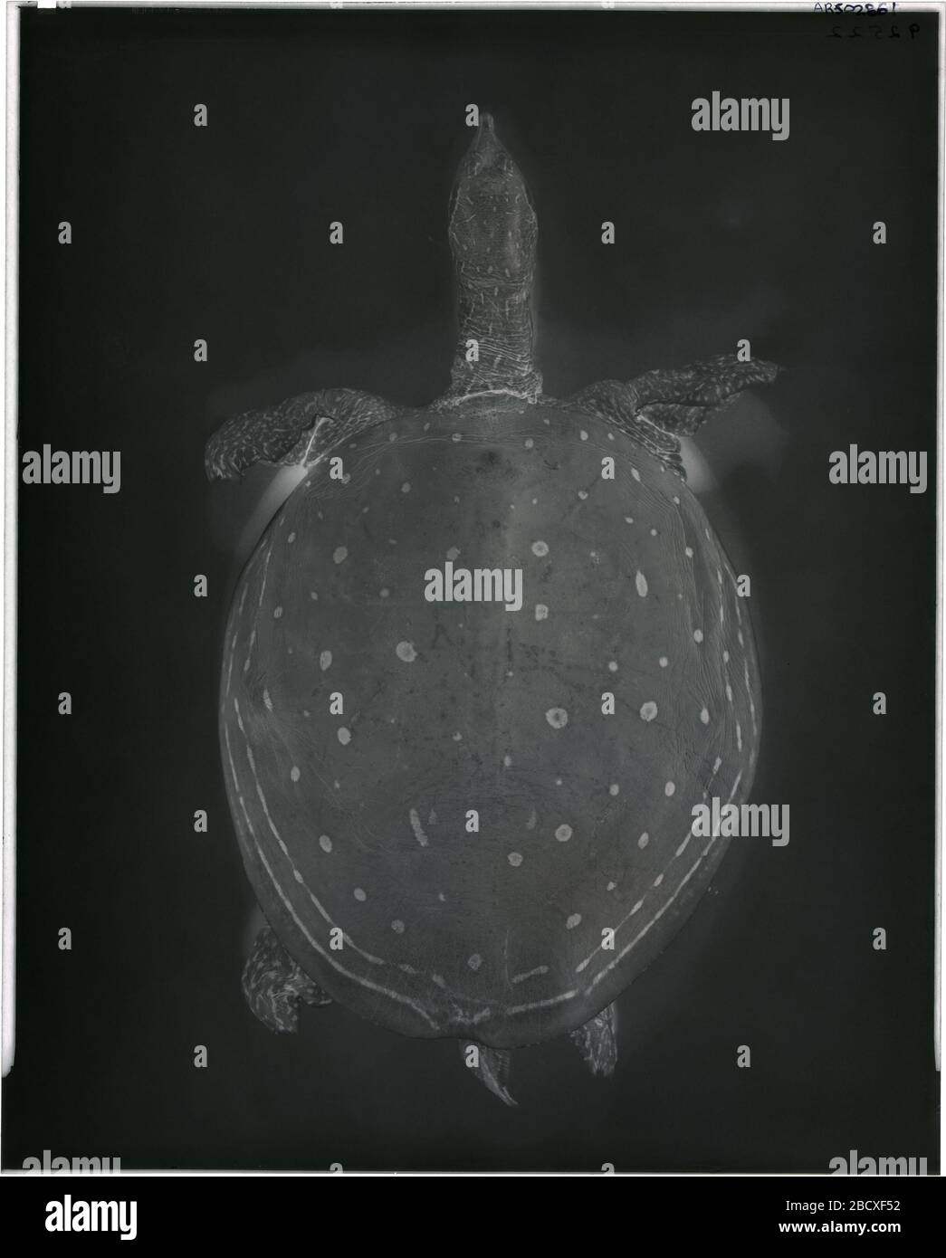 Apalone spinifera aspera. 2 Oct 20181 Apalone spinifera aspera Stock ...