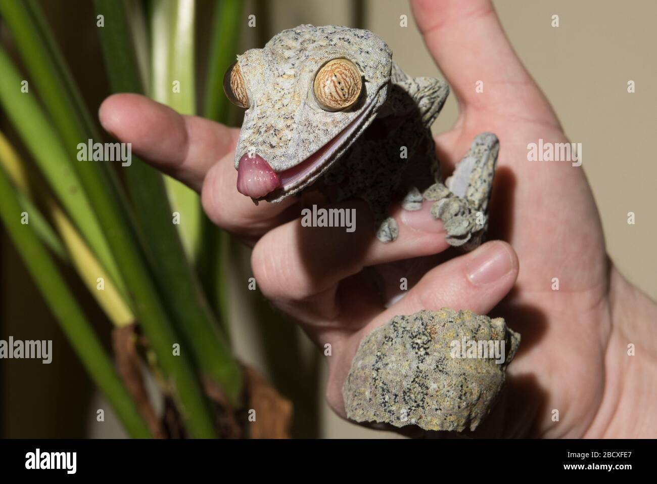 Giant Leaftailed Gecko. Reptile,Species: fimbriatus,Genus: Uroplatus ...