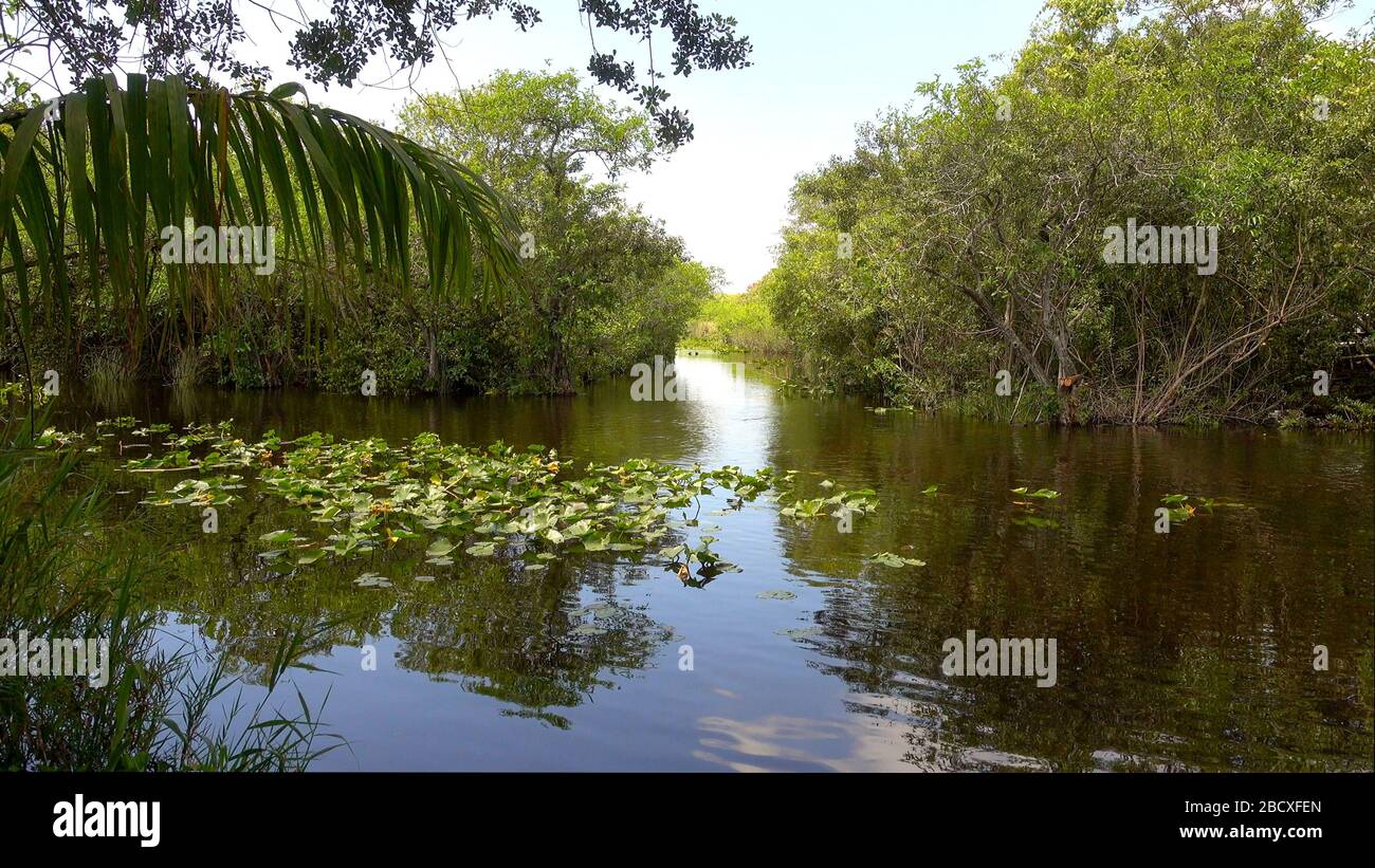 The famous Everglades of USA Stock Photo - Alamy