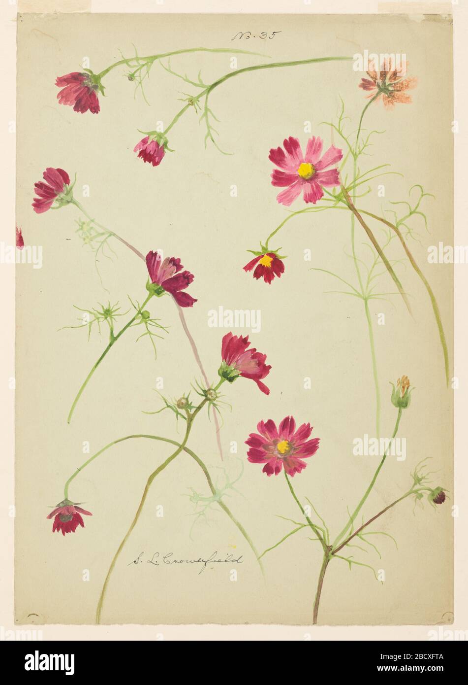 Study of Cosmos. Research in ProgressVertical sheet depicting studies ...