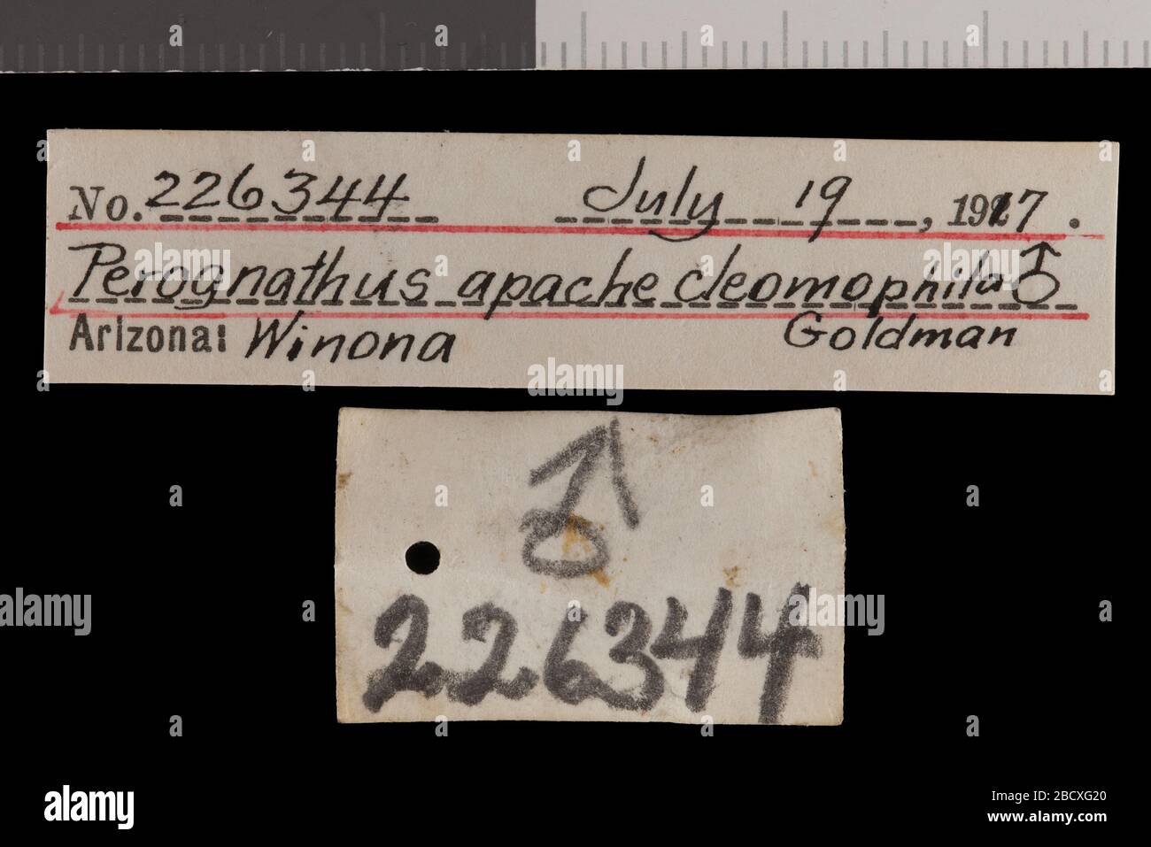 Perognathus flavescens apache. 5 Apr 20181 Perognathus flavescens ...