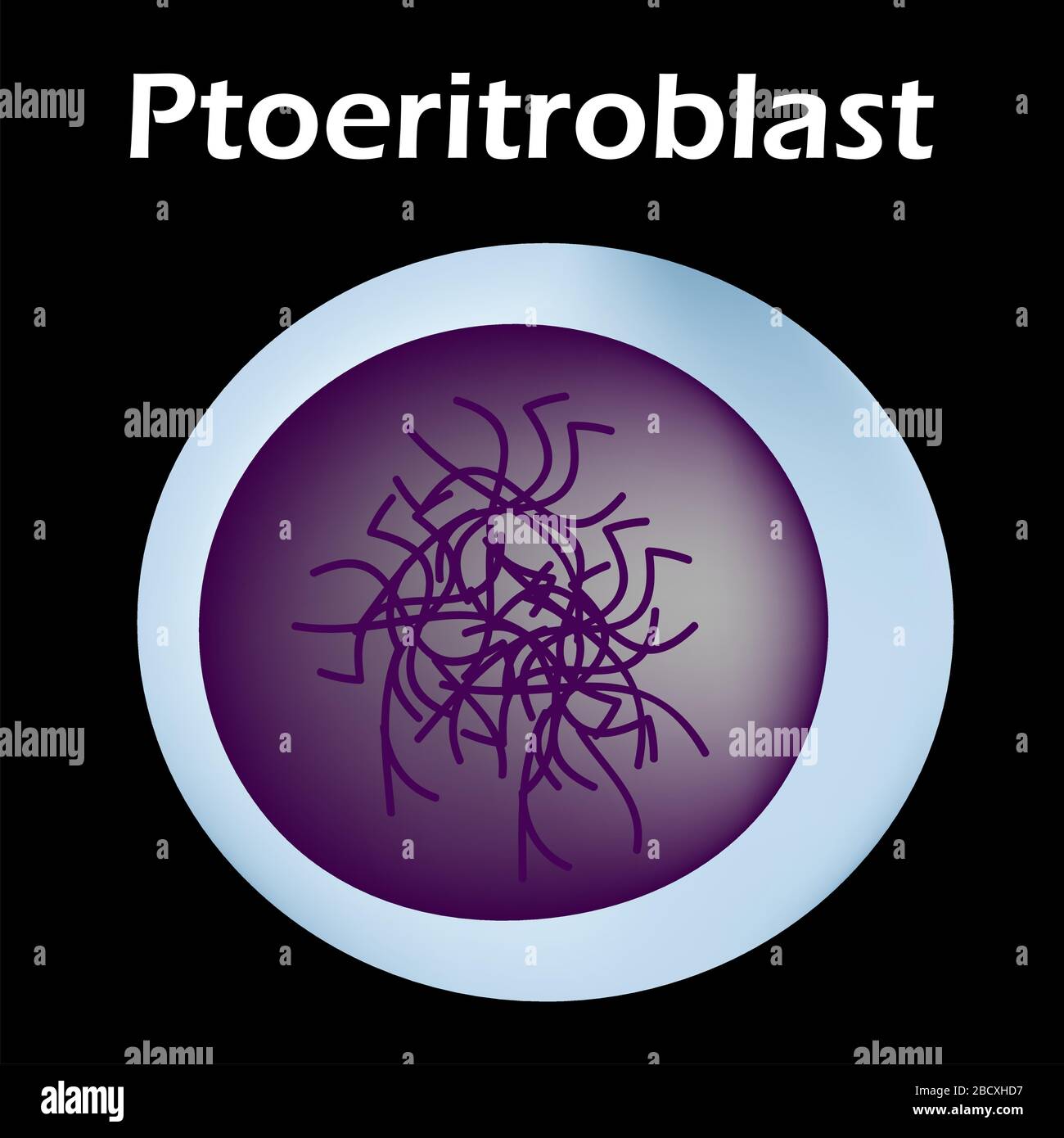 The structure of the erythrocyte. Erythrocyte blood cell. The structure ...