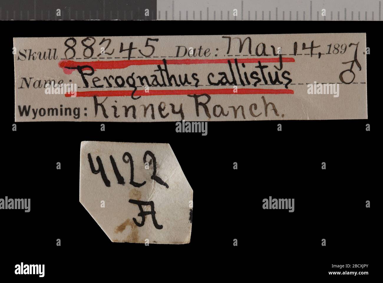 Perognathus fasciatus callistus. 8 Jun 20181 Perognathus fasciatus ...