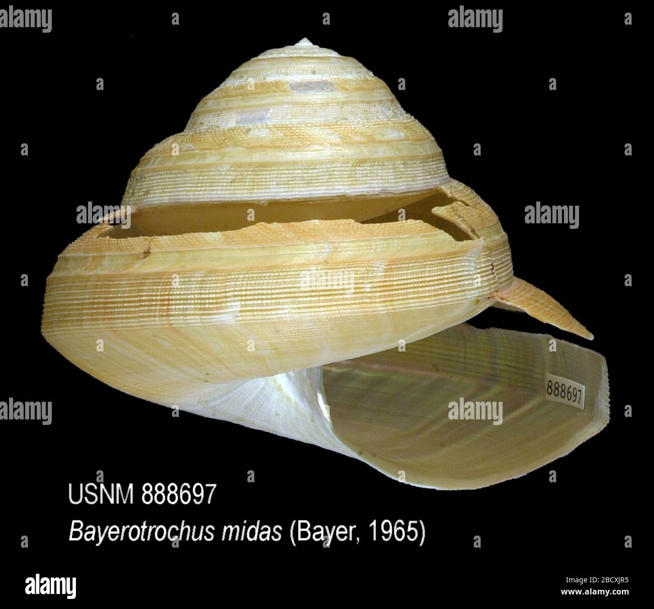 Perotrochus hi-res stock photography and images - Alamy