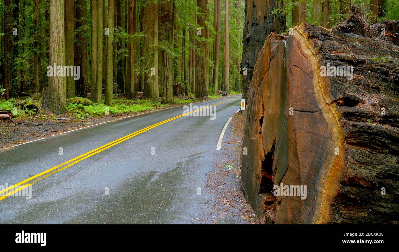 The Giant red Cedar trees at Redwoods National Park - travel ...