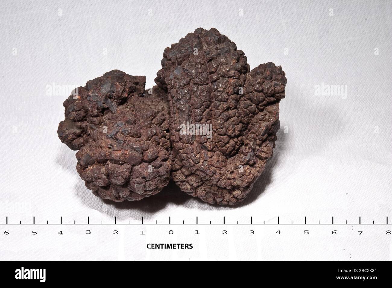 Coprolite High Resolution Stock Photography and Images - Alamy
