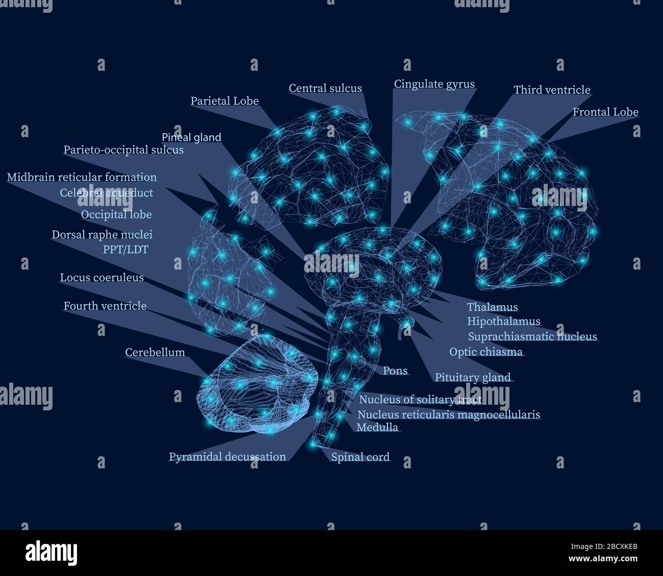 Wireframe of the human brain from blue lines with luminous lights on a ...