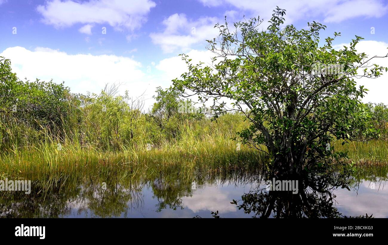 The amazing nature of the Everglades in USA Stock Photo - Alamy