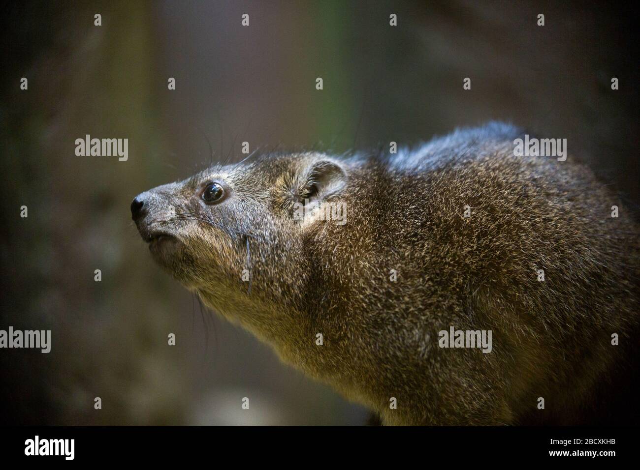 The genus procavia hi-res stock photography and images - Alamy