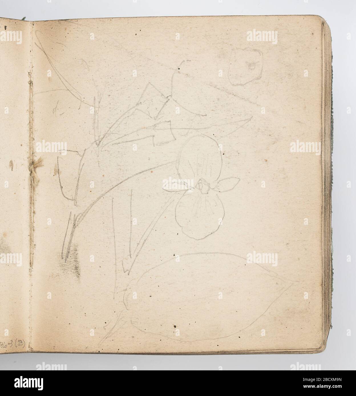 Sketchbook Page Sketches of Flowers. Research in ProgressRecto ...