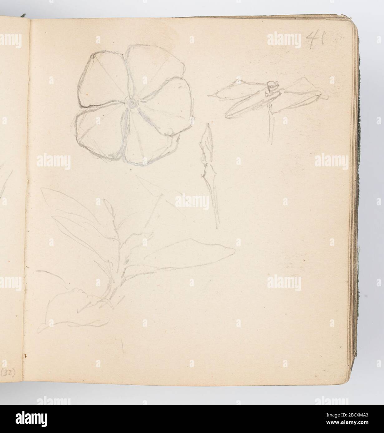 Sketchbook Page Sketch of Flower. Research in ProgressRecto: Sketch of ...