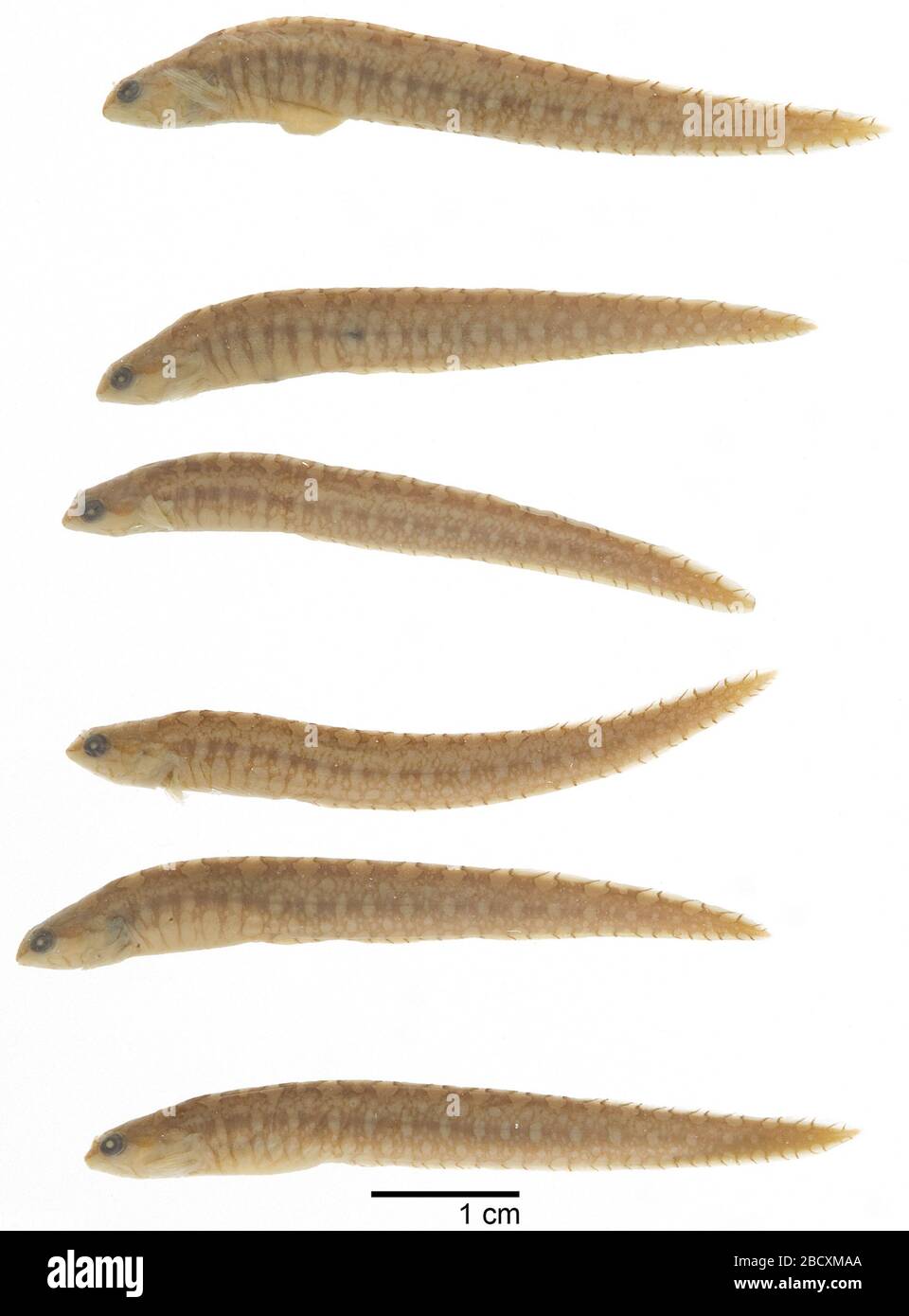 Neozoarces steindachneri Jordan Snyder. 11 May 20186 Neozoarces ...