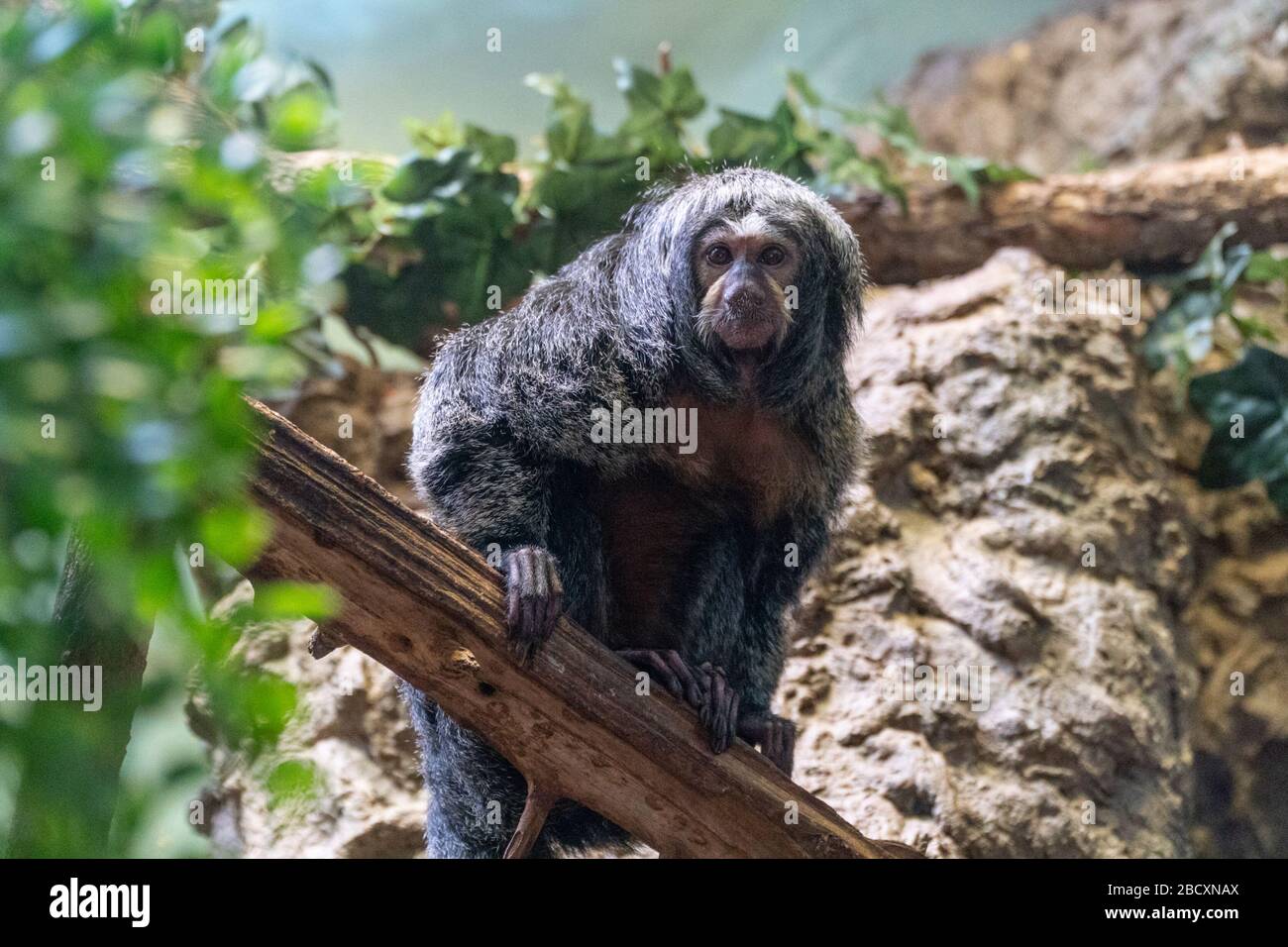 Paleheaded Saki. Small Mammal House,Species: pithecia,Genus: Pithecia ...