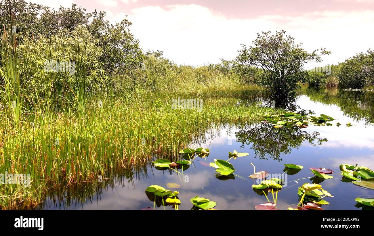 The amazing nature of the Everglades in USA Stock Photo - Alamy