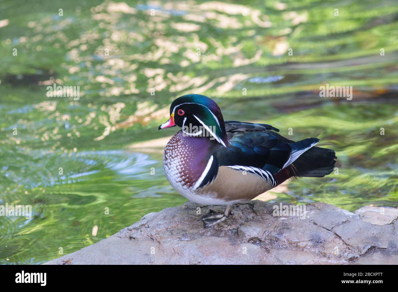North American Wood Duck. Species: sponsa,Genus: Aix,Family: Anatidae ...