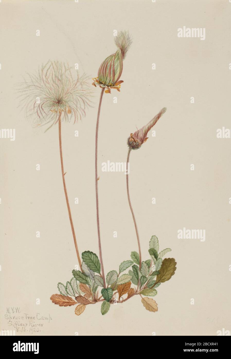 Yellow Dryad fruit Dryas drummondii Stock Photo - Alamy