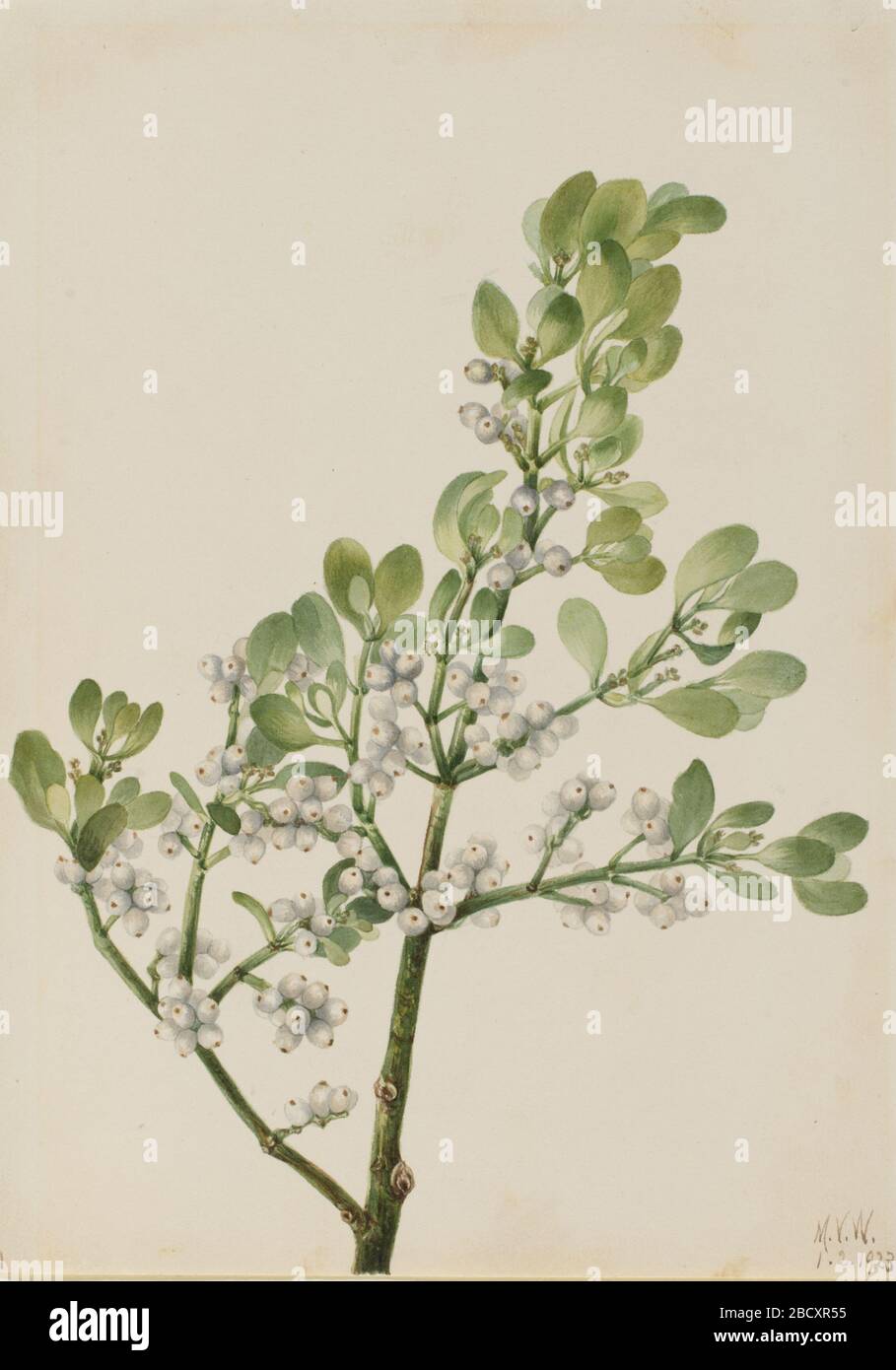Phoradendron hi-res stock photography and images - Alamy
