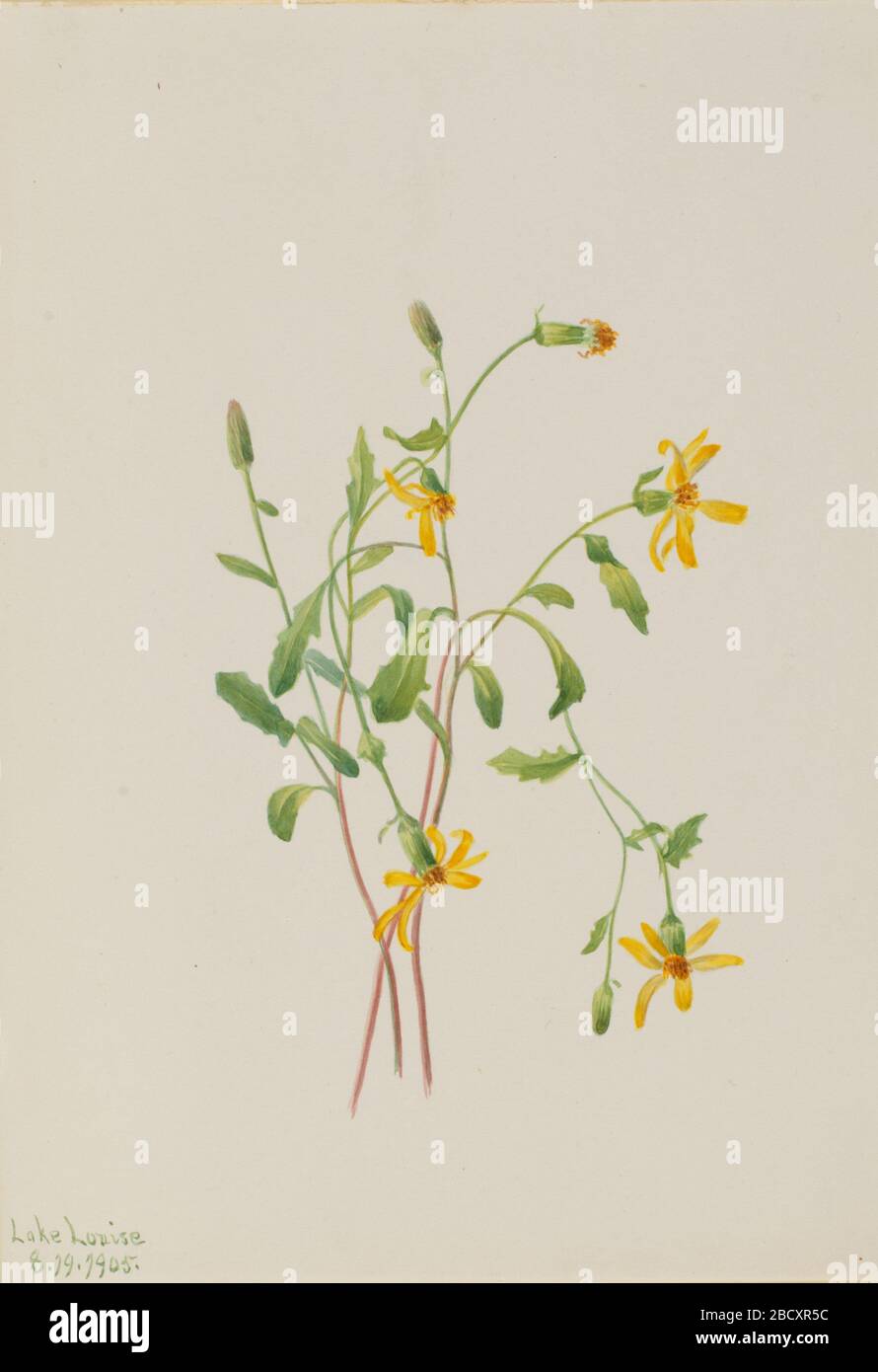 Alpine Ragwort Senecio species Stock Photo - Alamy