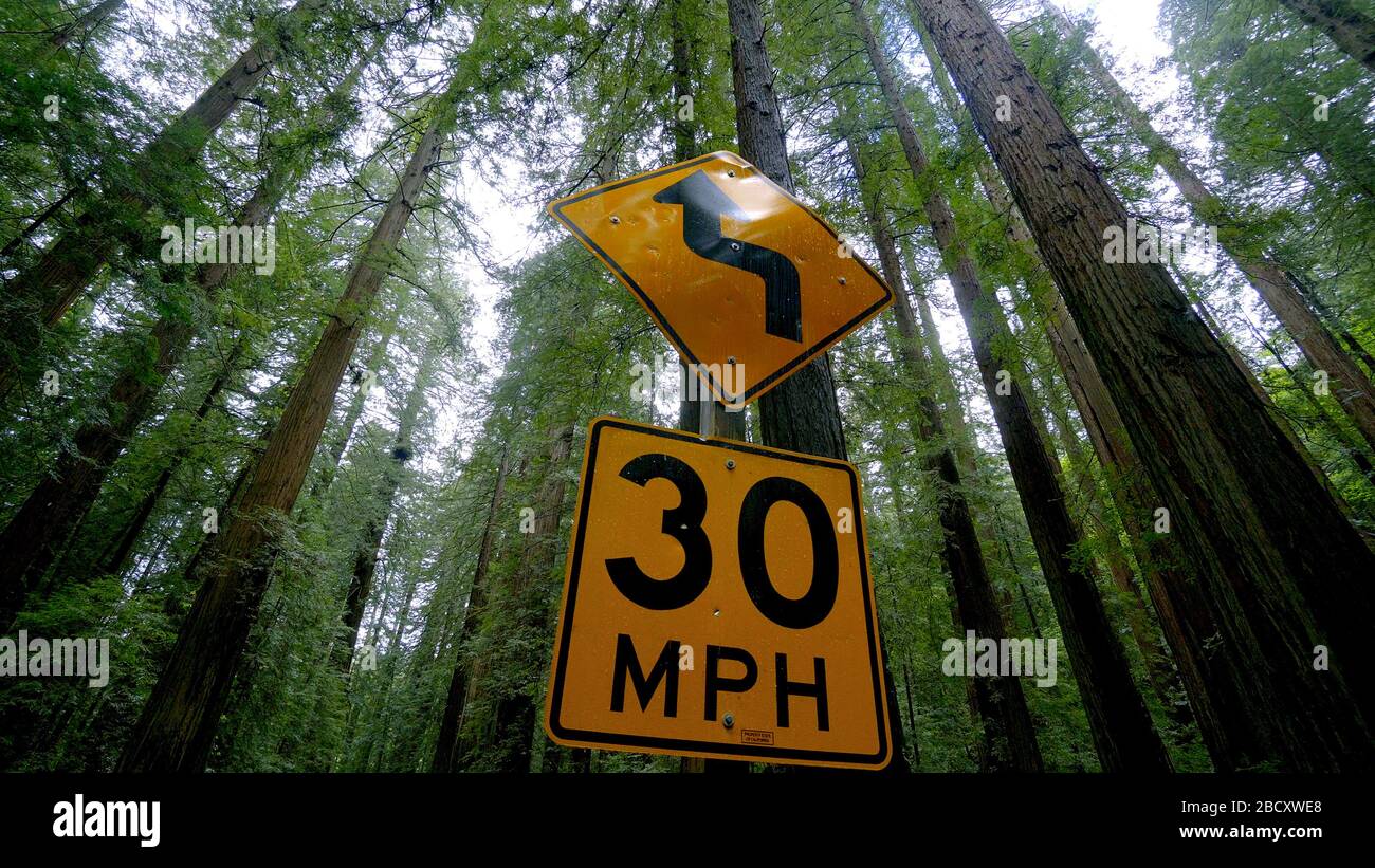 Giant red cedar trees in the Avenue of the Giants - Redwood National ...
