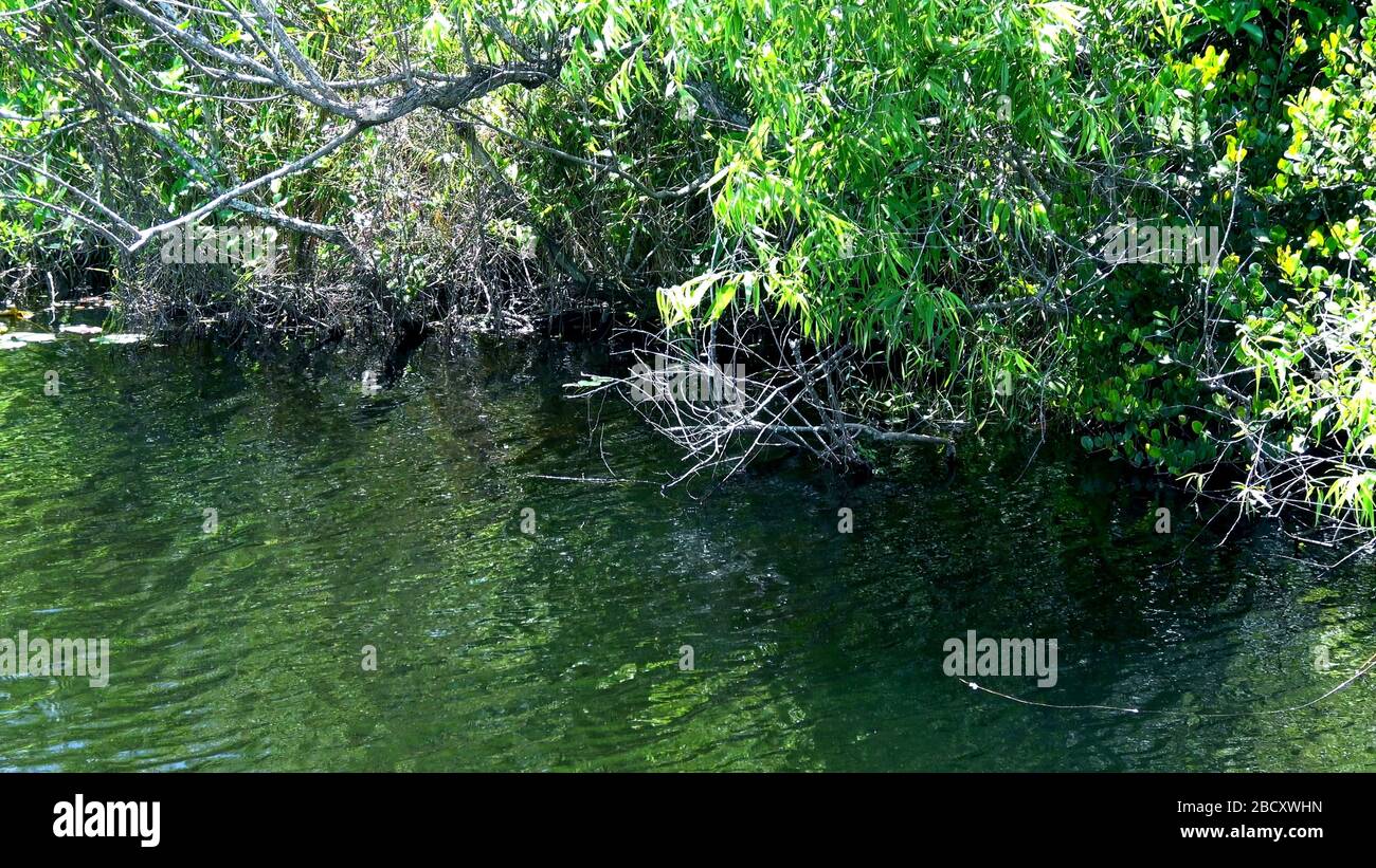 Beautiful landscapes in the Everglades National Park in USA Stock Photo ...