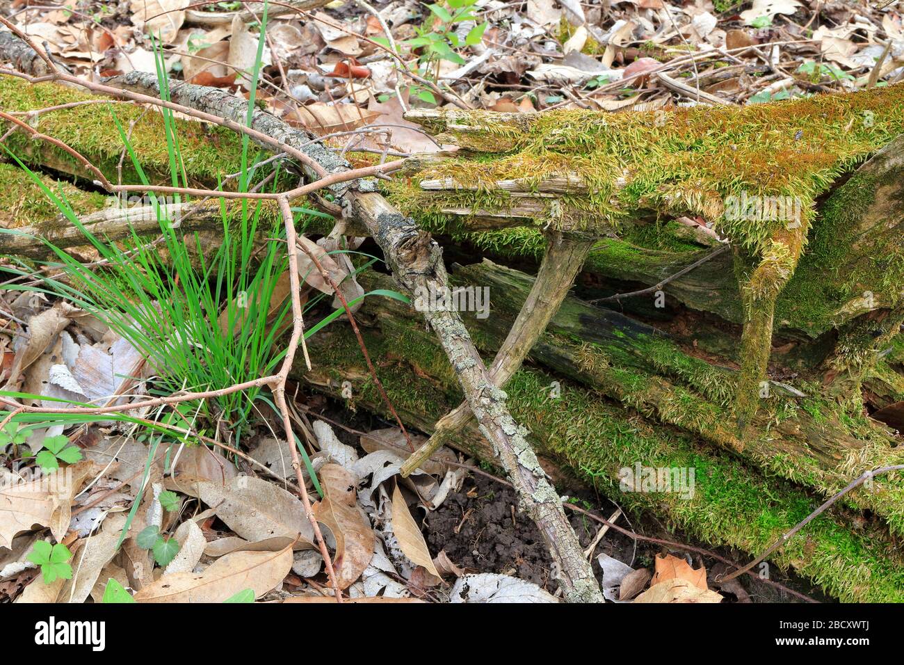 Spring grass and clover emerging near lichen-covered, rotting tree ...