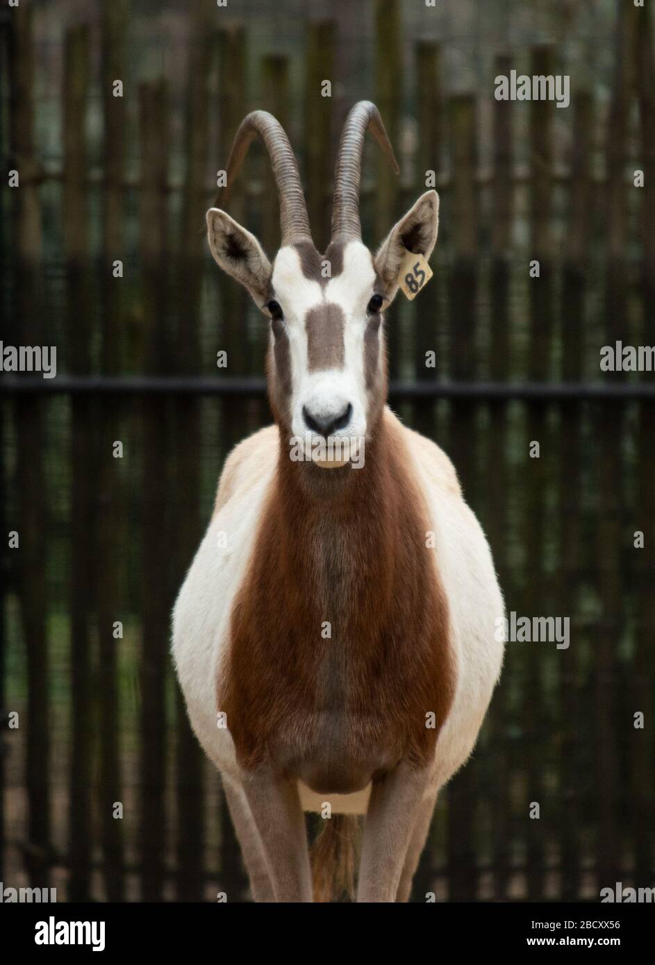 Scimitarhorned Oryx. Even-toed ungulate,Species: dammah,Genus: Oryx ...