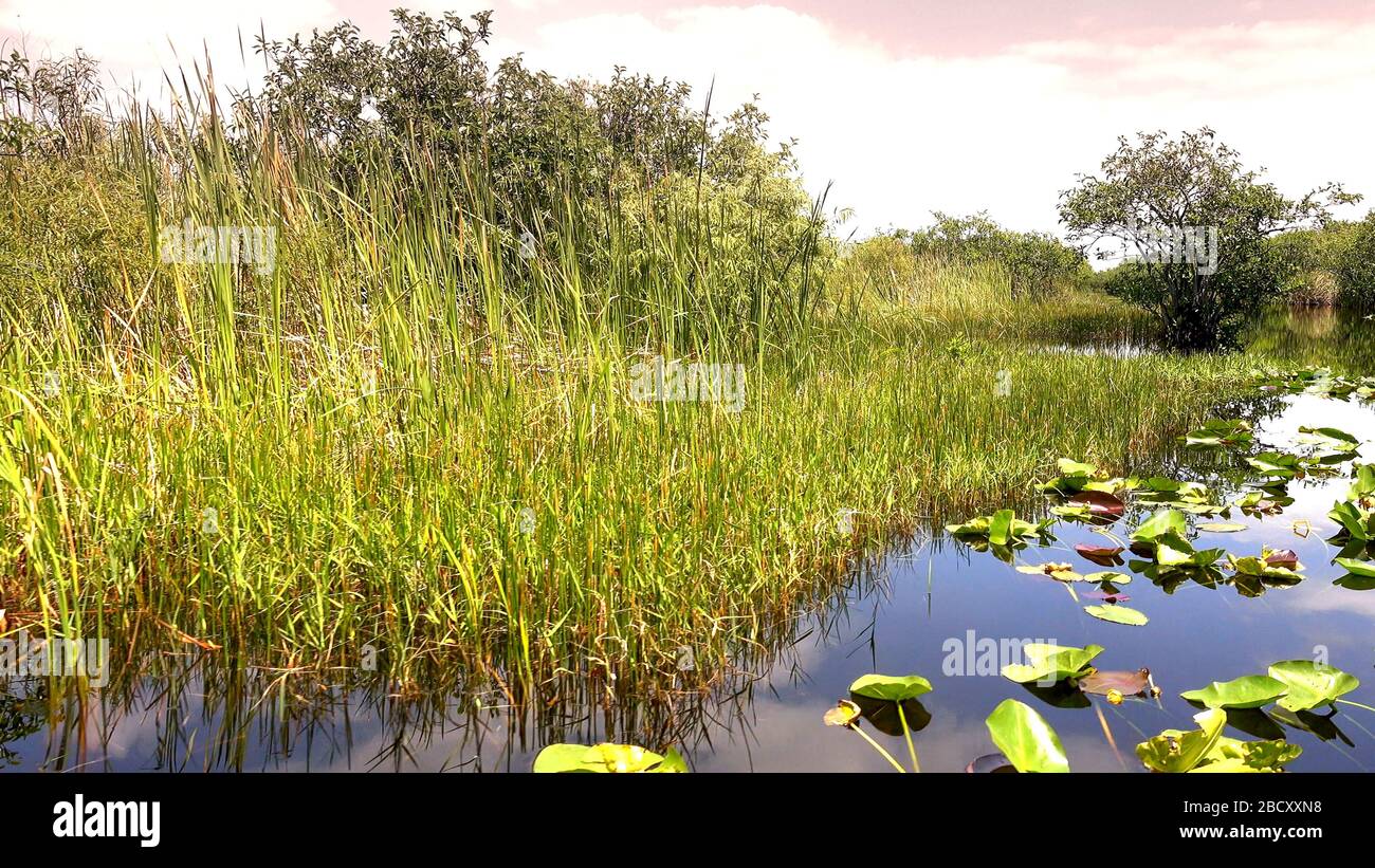The amazing nature of the Everglades in USA Stock Photo - Alamy