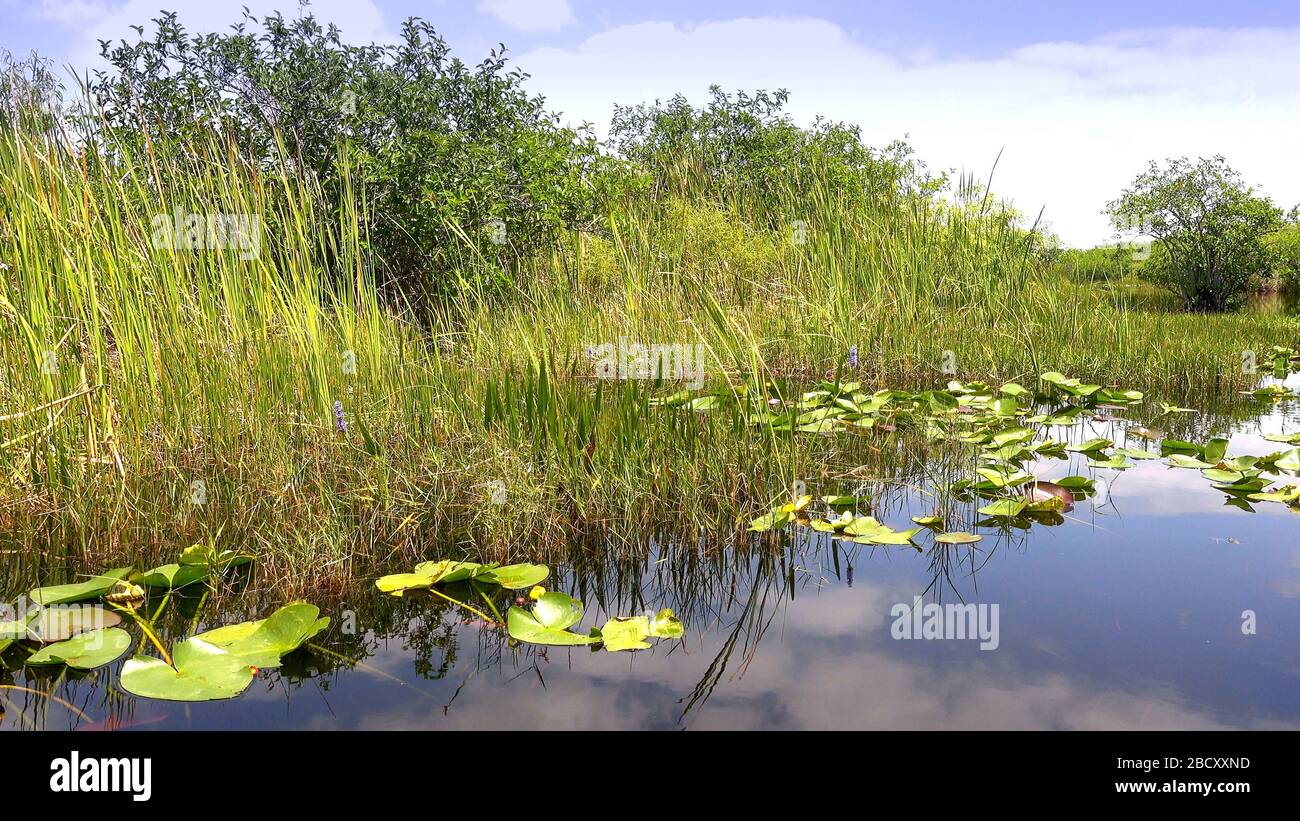 The amazing nature of the Everglades in USA Stock Photo - Alamy