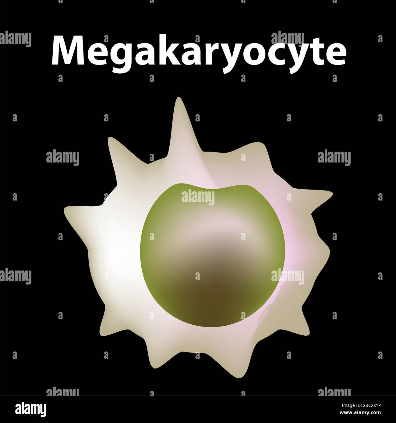 The structure of platelets. Platelets are a blood cell. myeloid, stem ...
