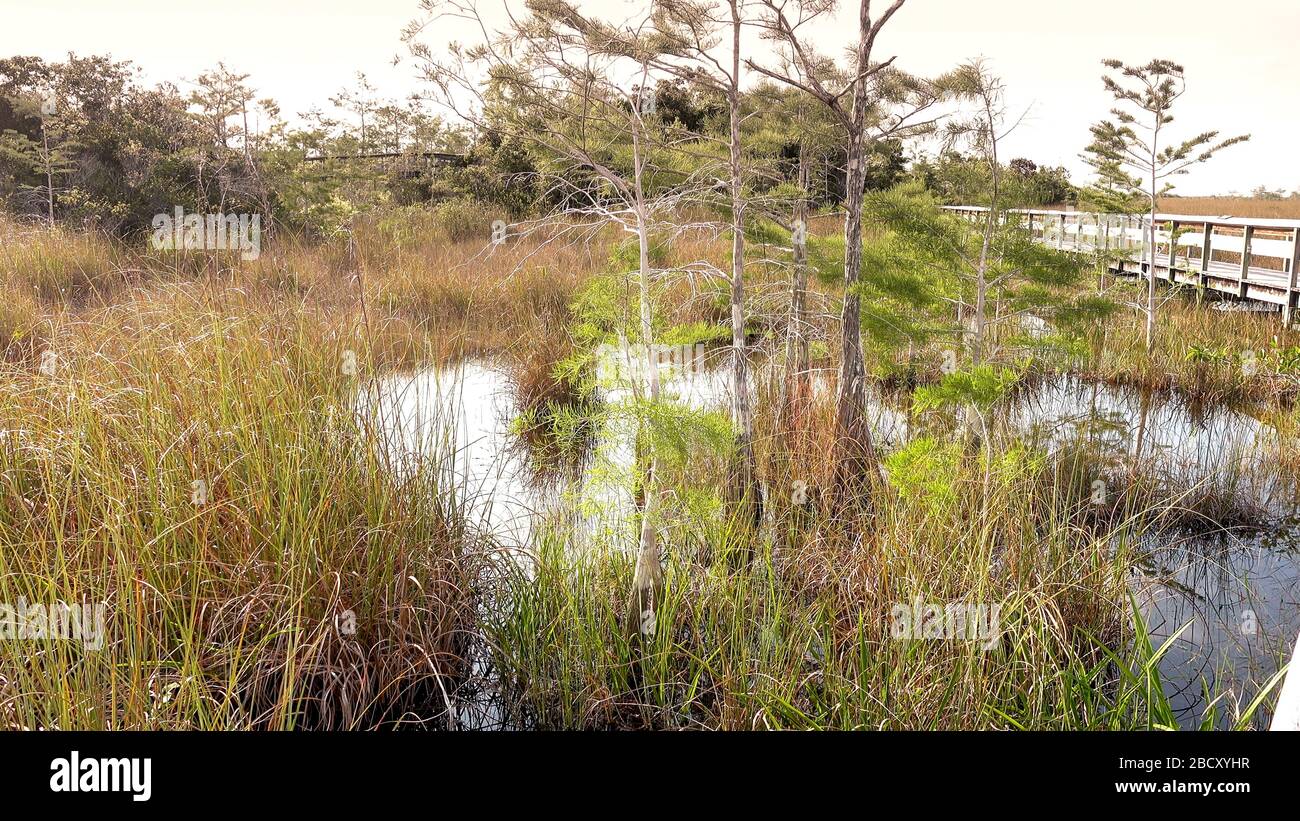 The beautiful nature of Everglades National Park Stock Photo - Alamy