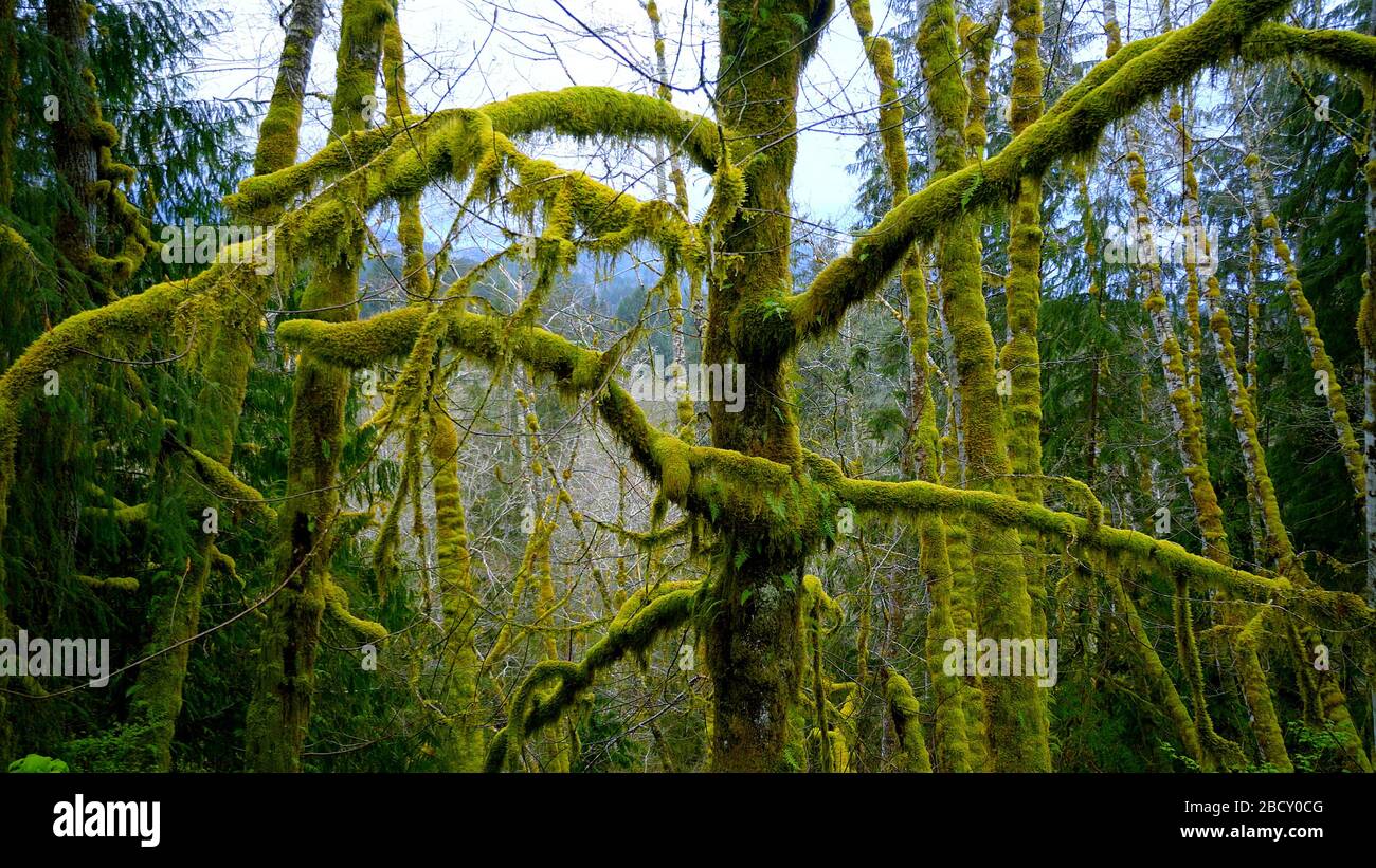 Mossy trees in the rainforest of Forks - travel photography Stock Photo ...