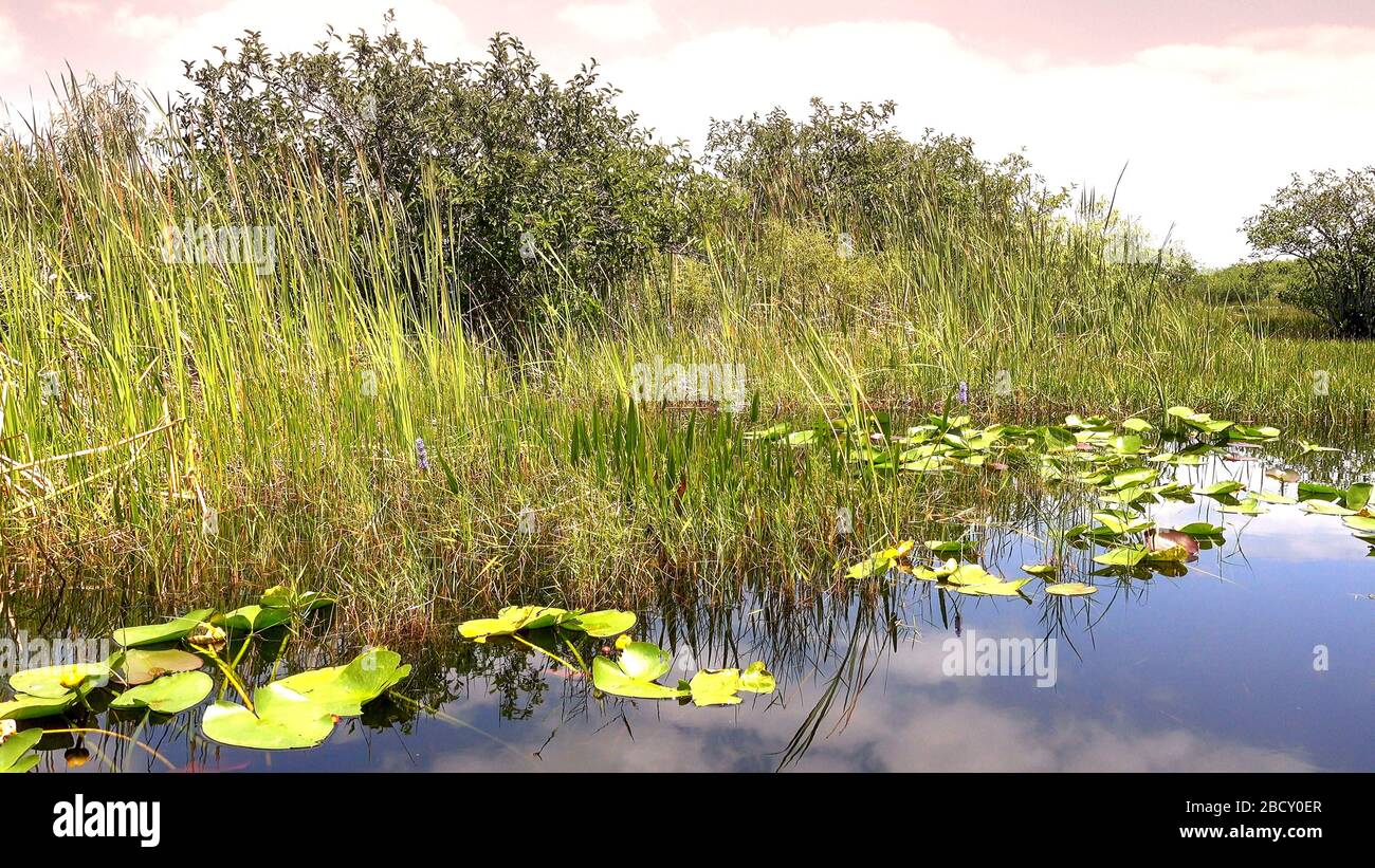 The amazing nature of the Everglades in USA Stock Photo - Alamy