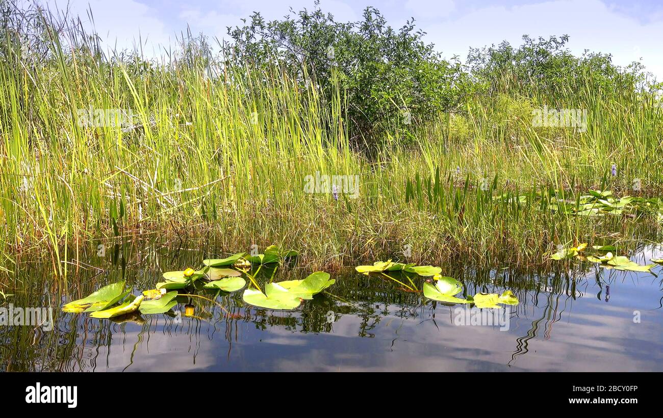 Sawgrass vegetation in the wild Everglades of USA Stock Photo - Alamy