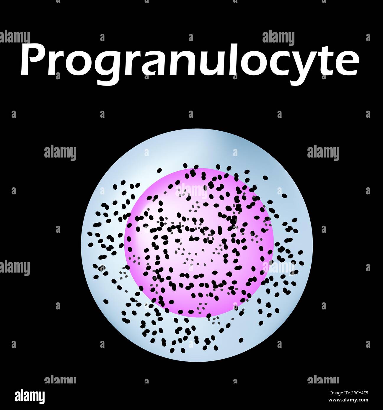 Neutrophil Granulocytes Stock Vector Image 68484785