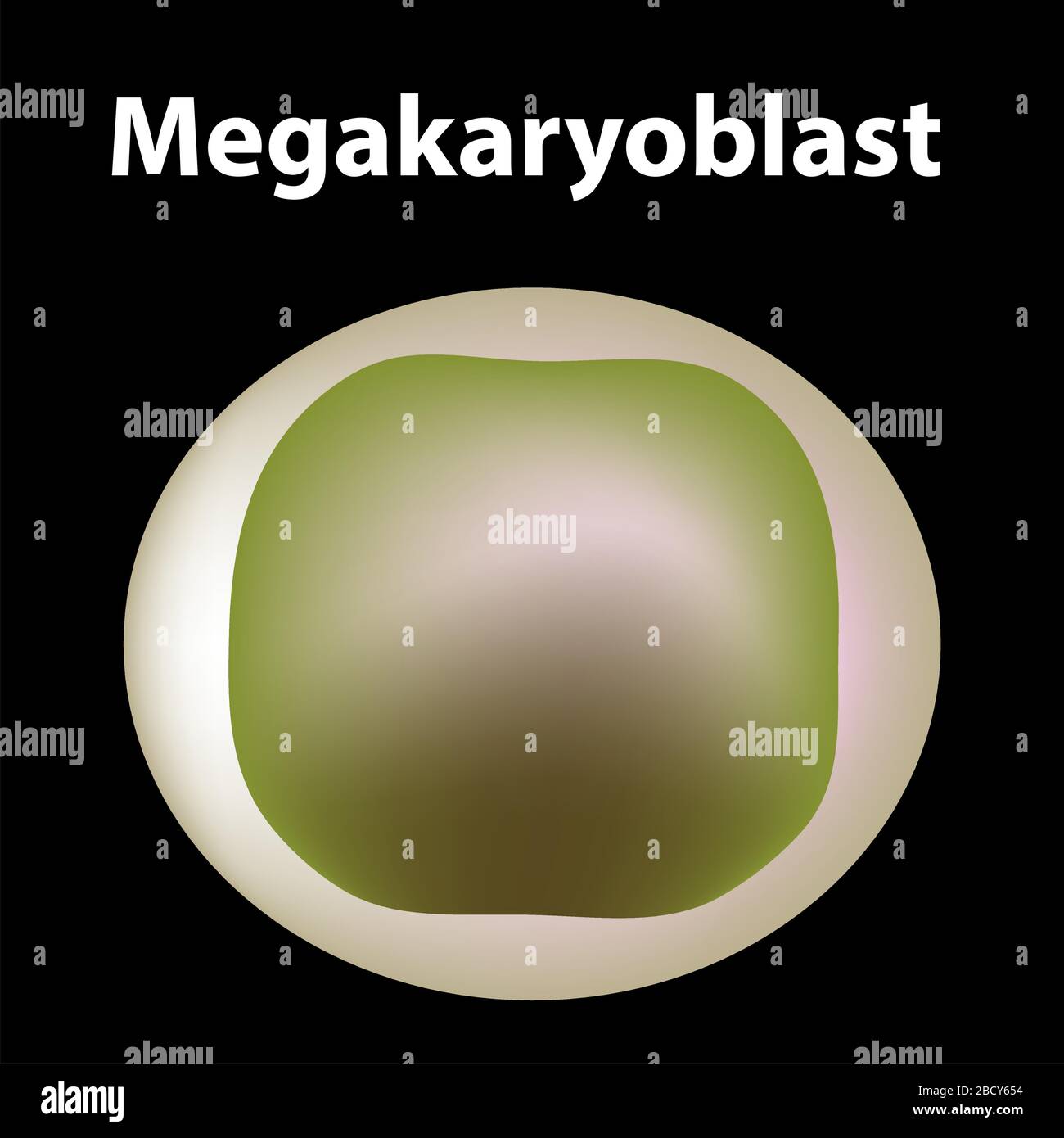 Megakaryocyte Diagram