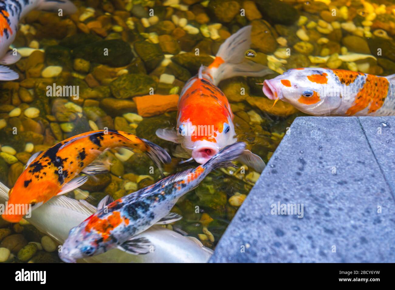 Cute Japanese Koi fish playing in the pond Stock Photo - Alamy
